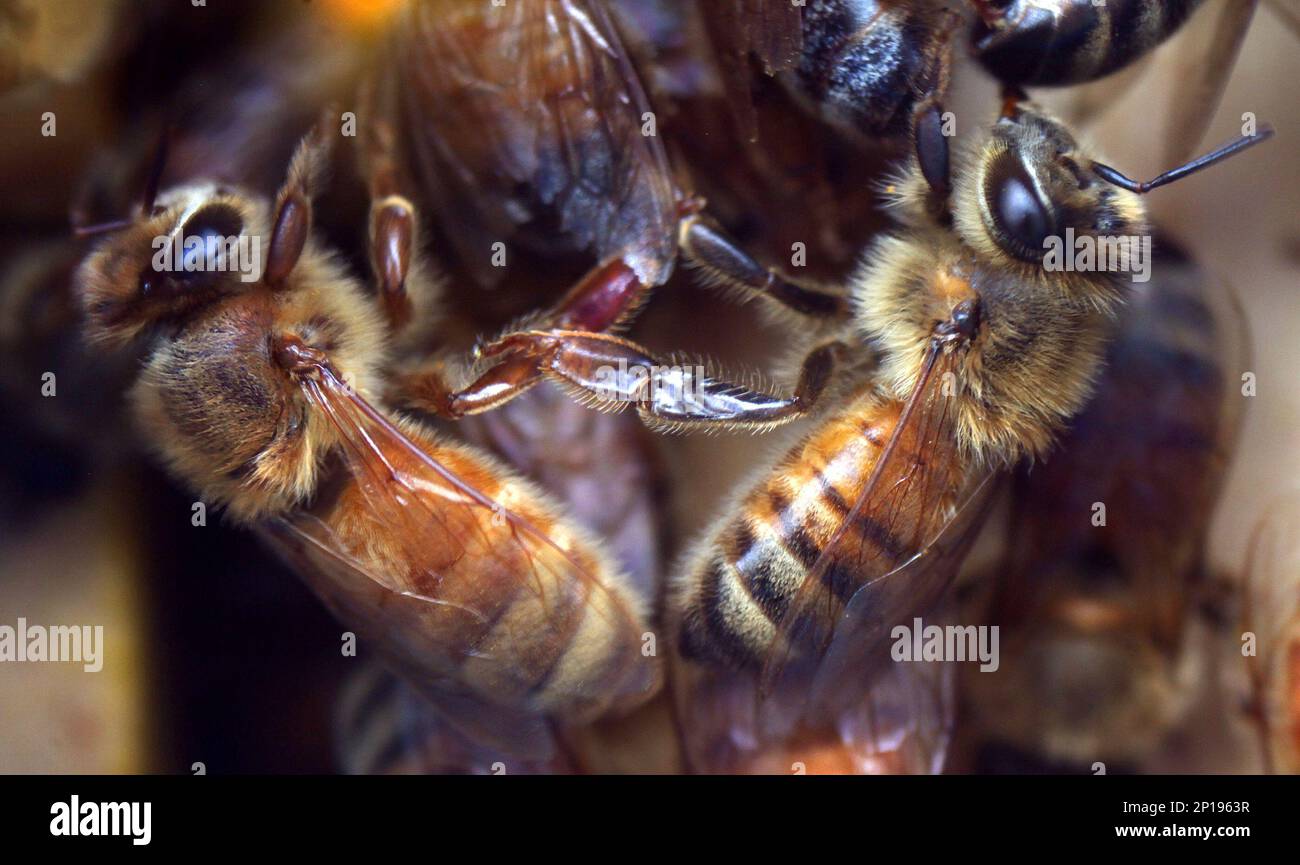 At Apple Blossom Honey Farm a nucleus bee hive of young Minnesota ...