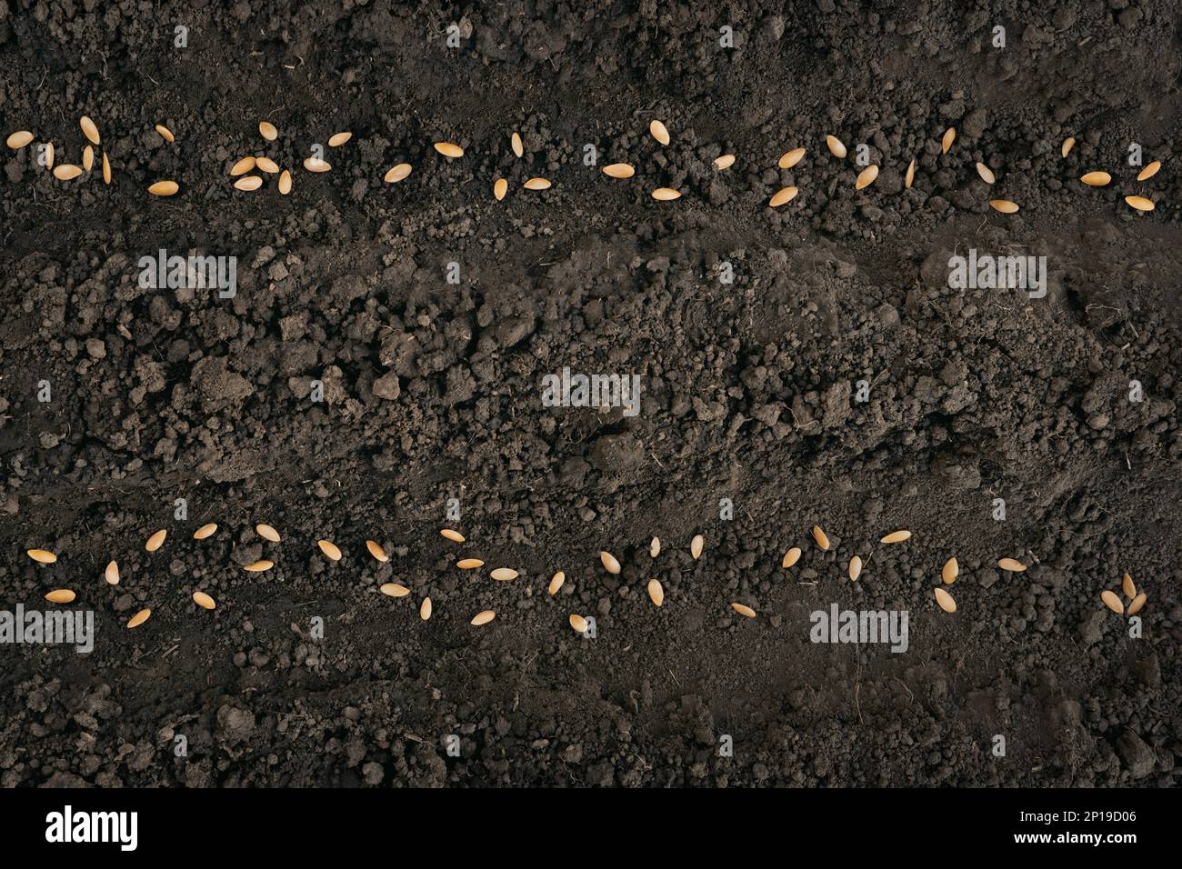 Two rows of seed sowing season planting seeds soil ground earth garden ...