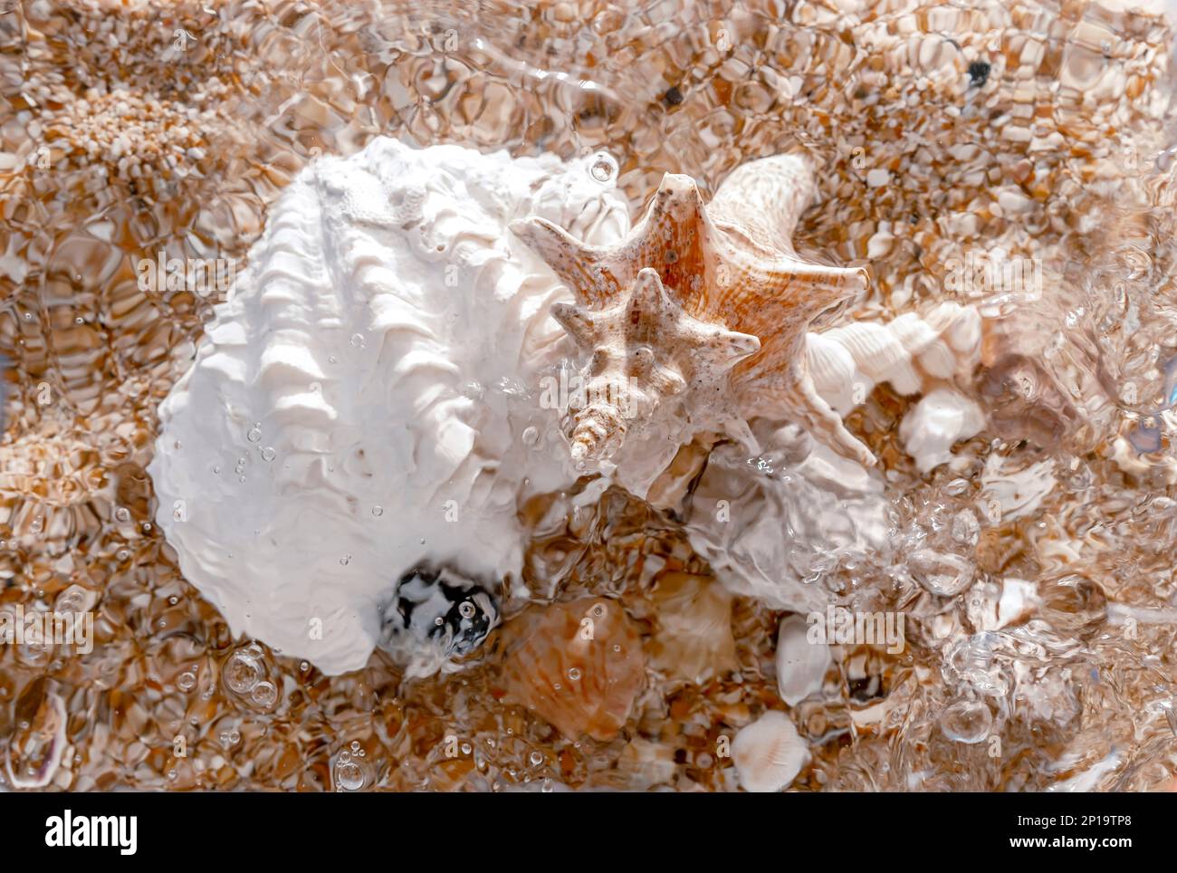 seashells on the summer beach in sea water. Summer background. Summer ...