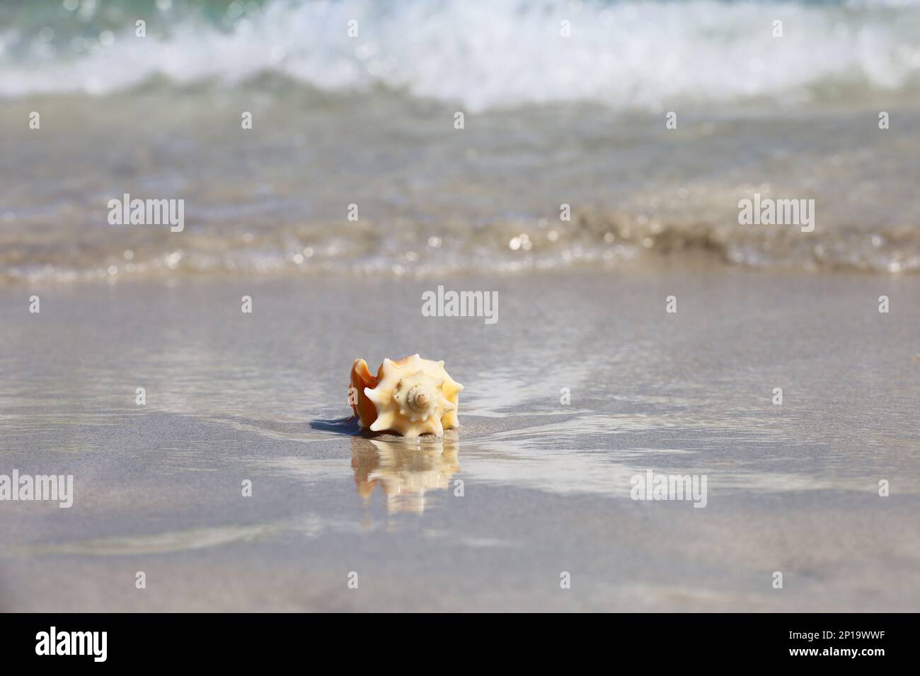 Seashell on the sand against the sea waves. Travel and beach vacation ...