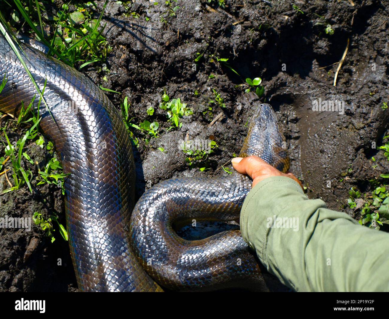 Anaconda amazon bolivia hi-res stock photography and images - Alamy