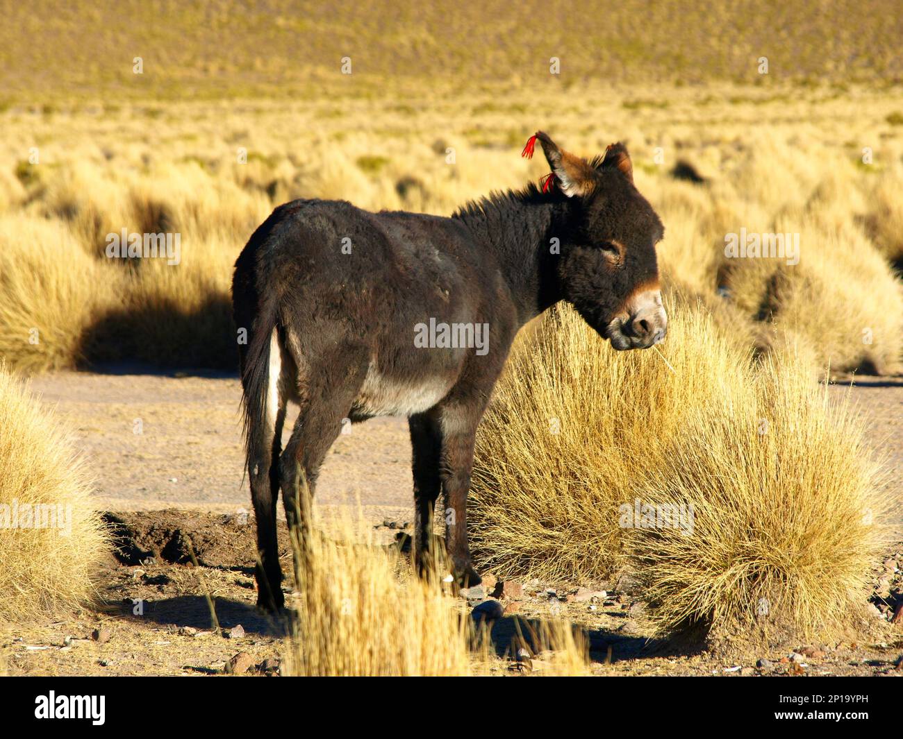 Black donkey with red tassels on his ears in sunny day of altiplano ...