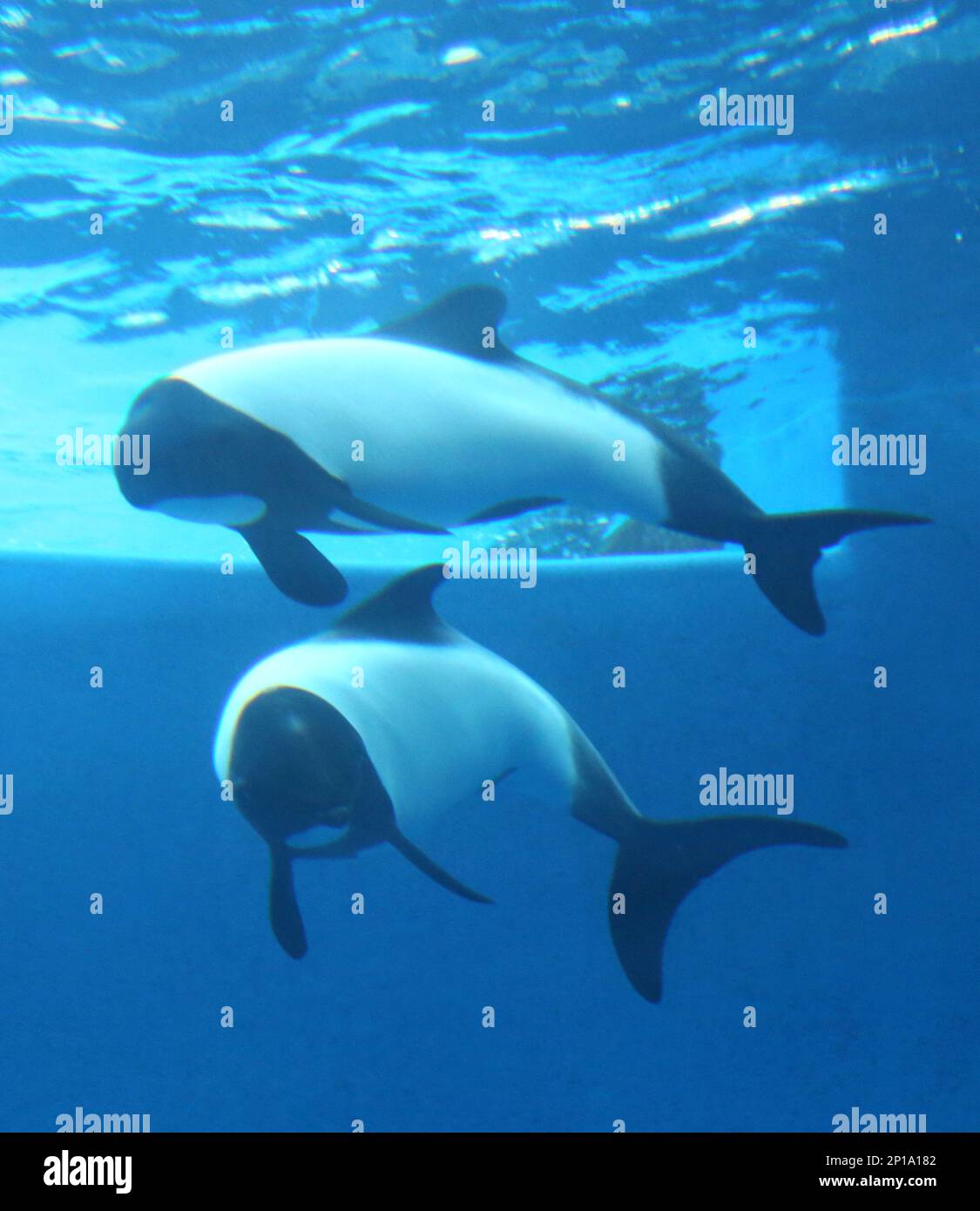 Sakura (below) and Sky, a pair of Commerson's dolphins, dubbed " panda ...