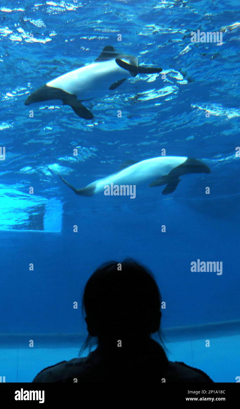 Sakura (below) and Sky, a pair of Commerson's dolphins, dubbed " panda ...