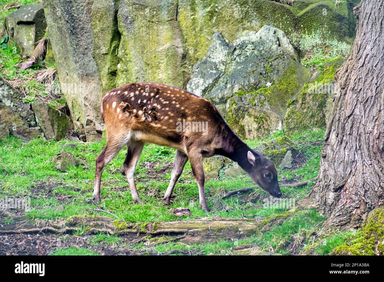 Philippine Spotted Deer