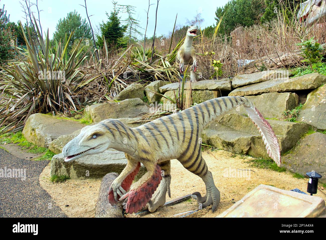 Velociraptor dinosaur hi-res stock photography and images - Alamy