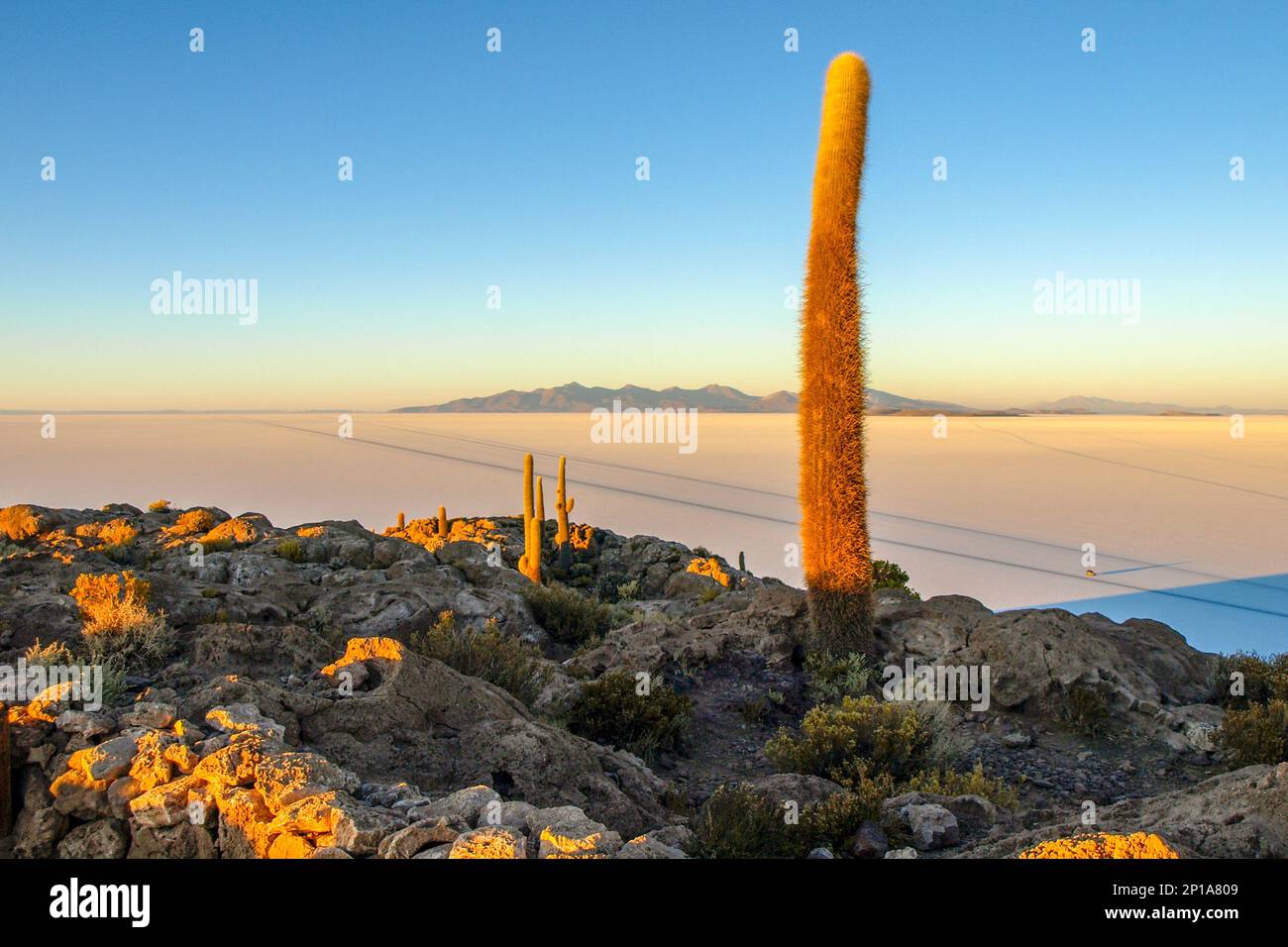 Salar de Uyuni salt plains with large cactuses of island Incahuasi at ...