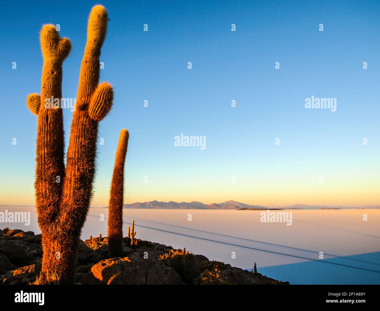 Salar de Uyuni salt plains with large cactuses of island Incahuasi at ...