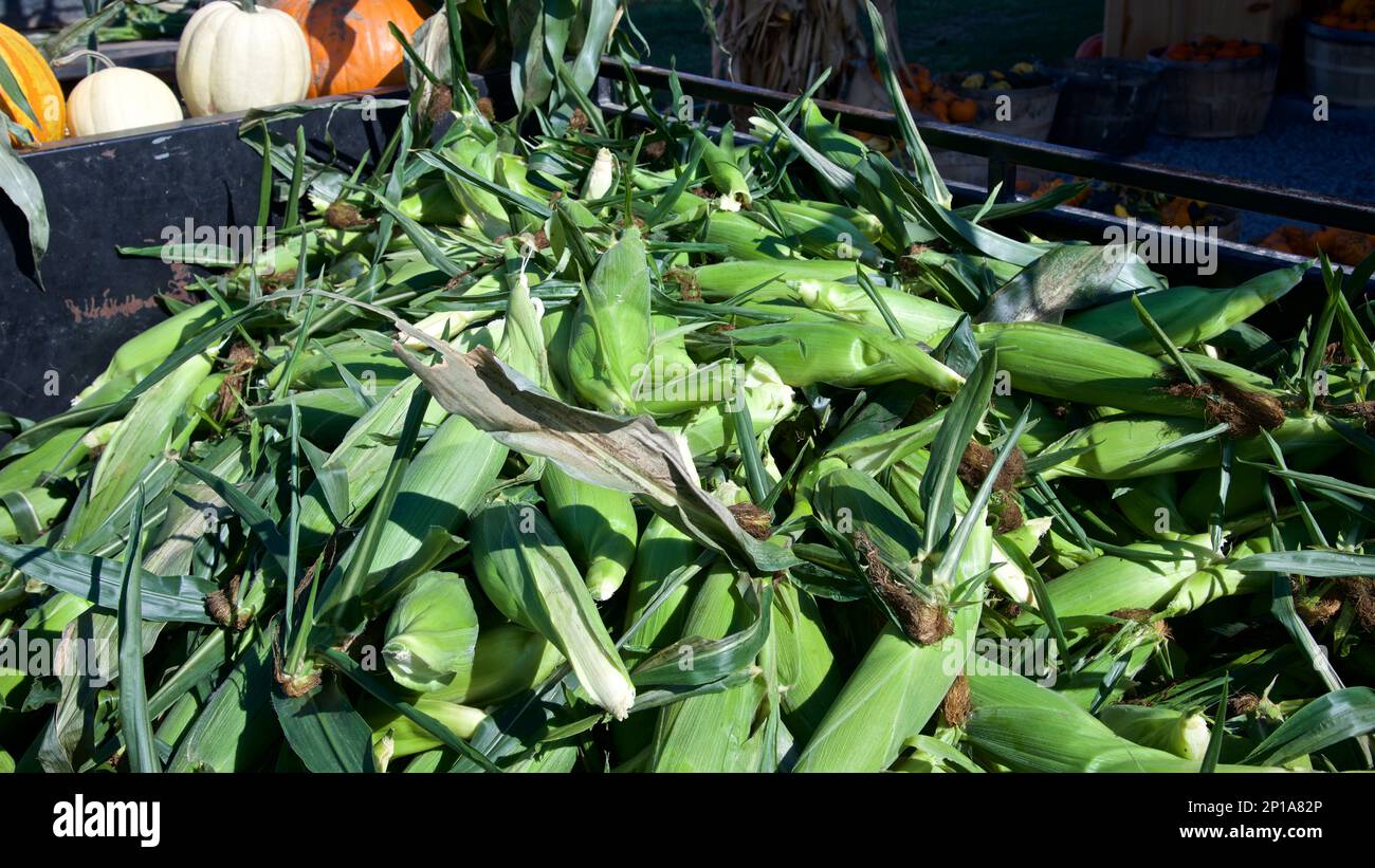 Road side corn crop hi-res stock photography and images - Alamy