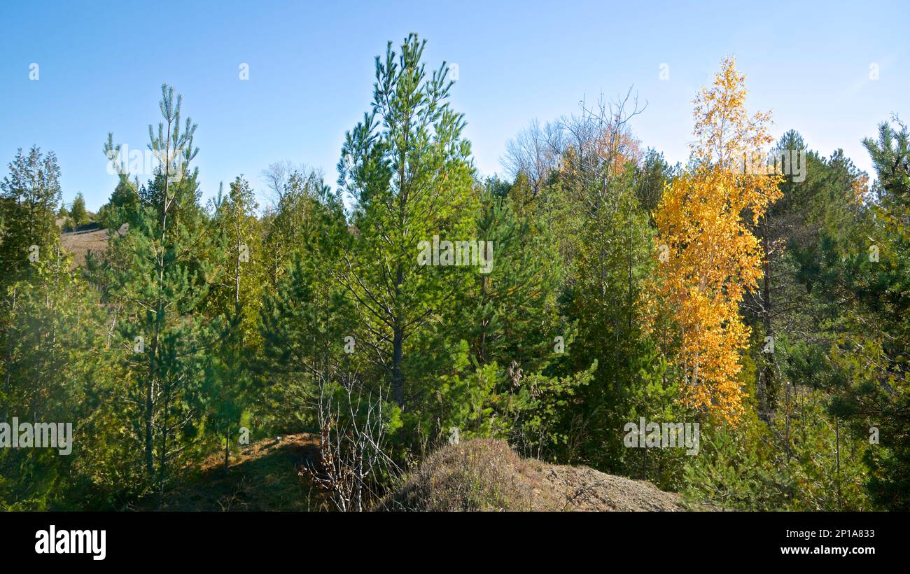 Tree birch landscape scenery hi-res stock photography and images - Alamy