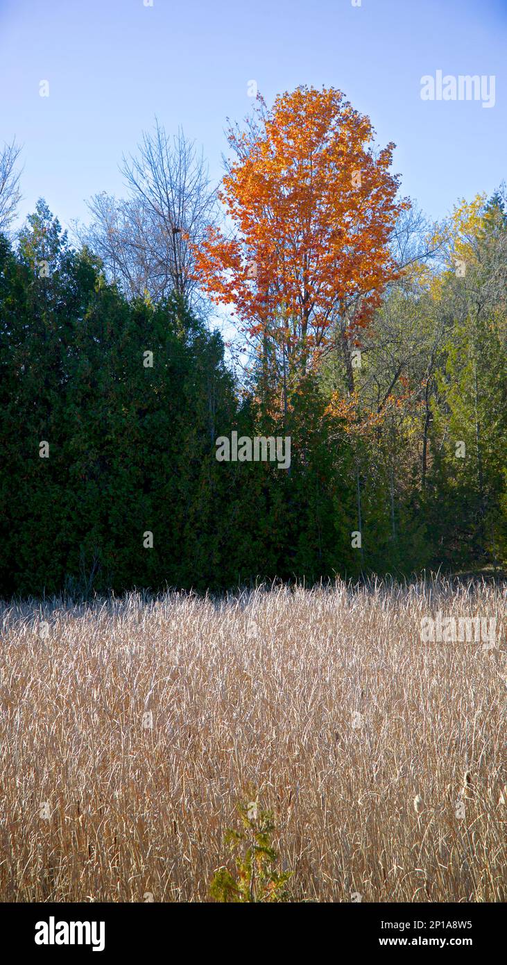 Zooming in on a maple tree in a public park Stock Photo - Alamy