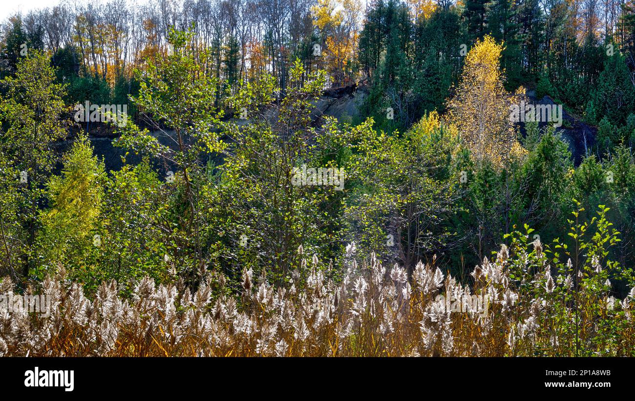 Single tree in autumn colour hi-res stock photography and images - Alamy