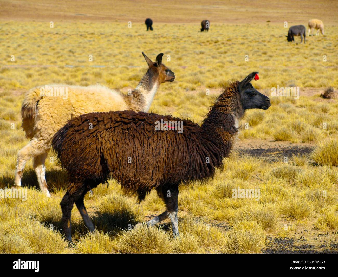 White and brown llama walk in the grassland of altiplano Stock Photo ...