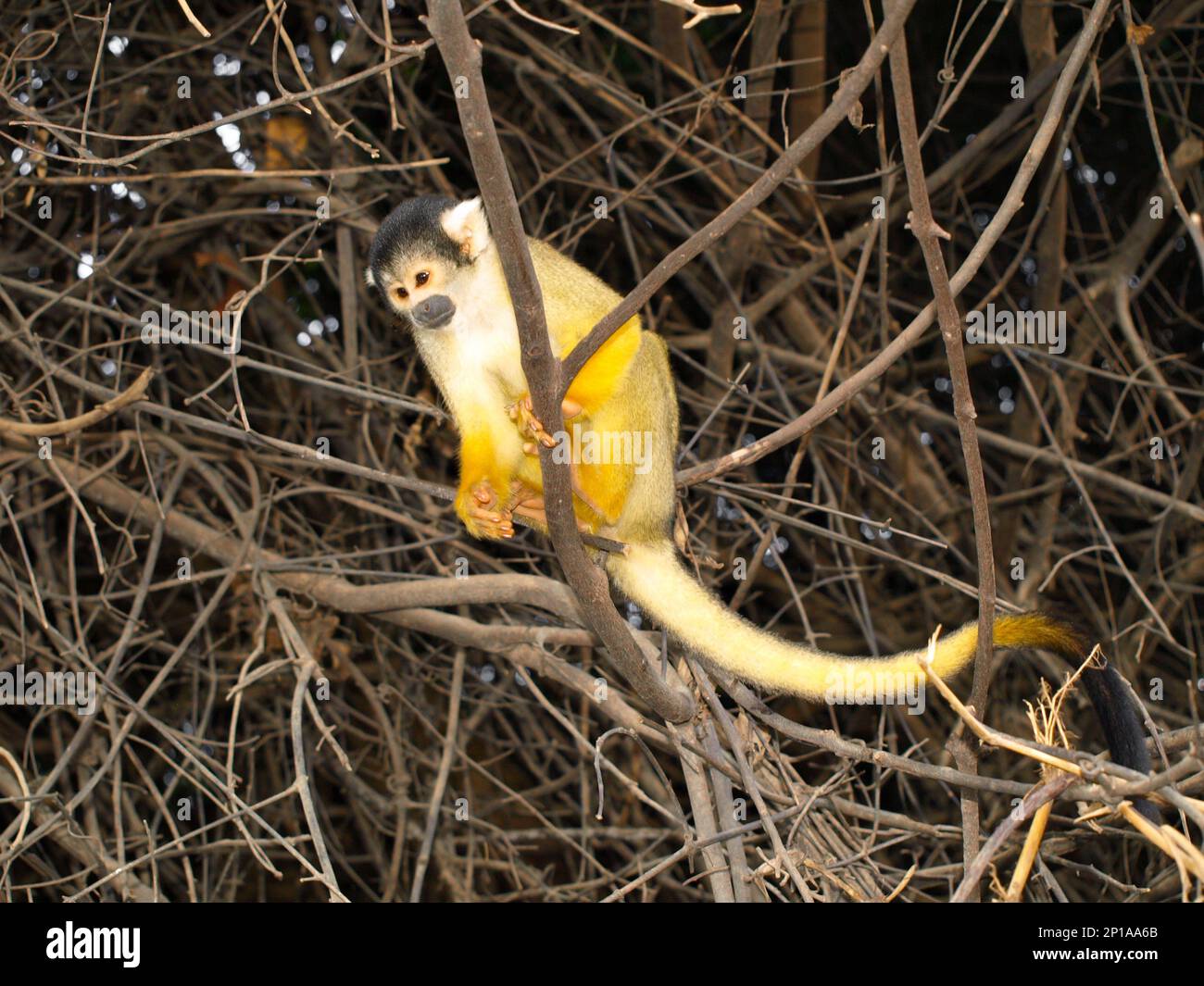 Yellow squirrel monkey in the bush (saimiri sciureus Stock Photo - Alamy