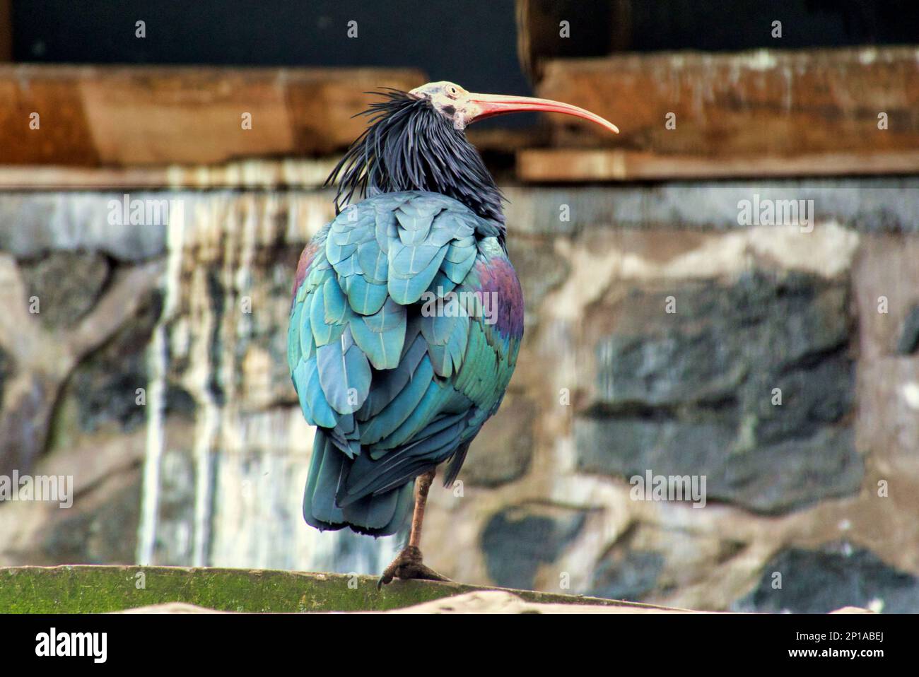 The ibis hi-res stock photography and images - Alamy