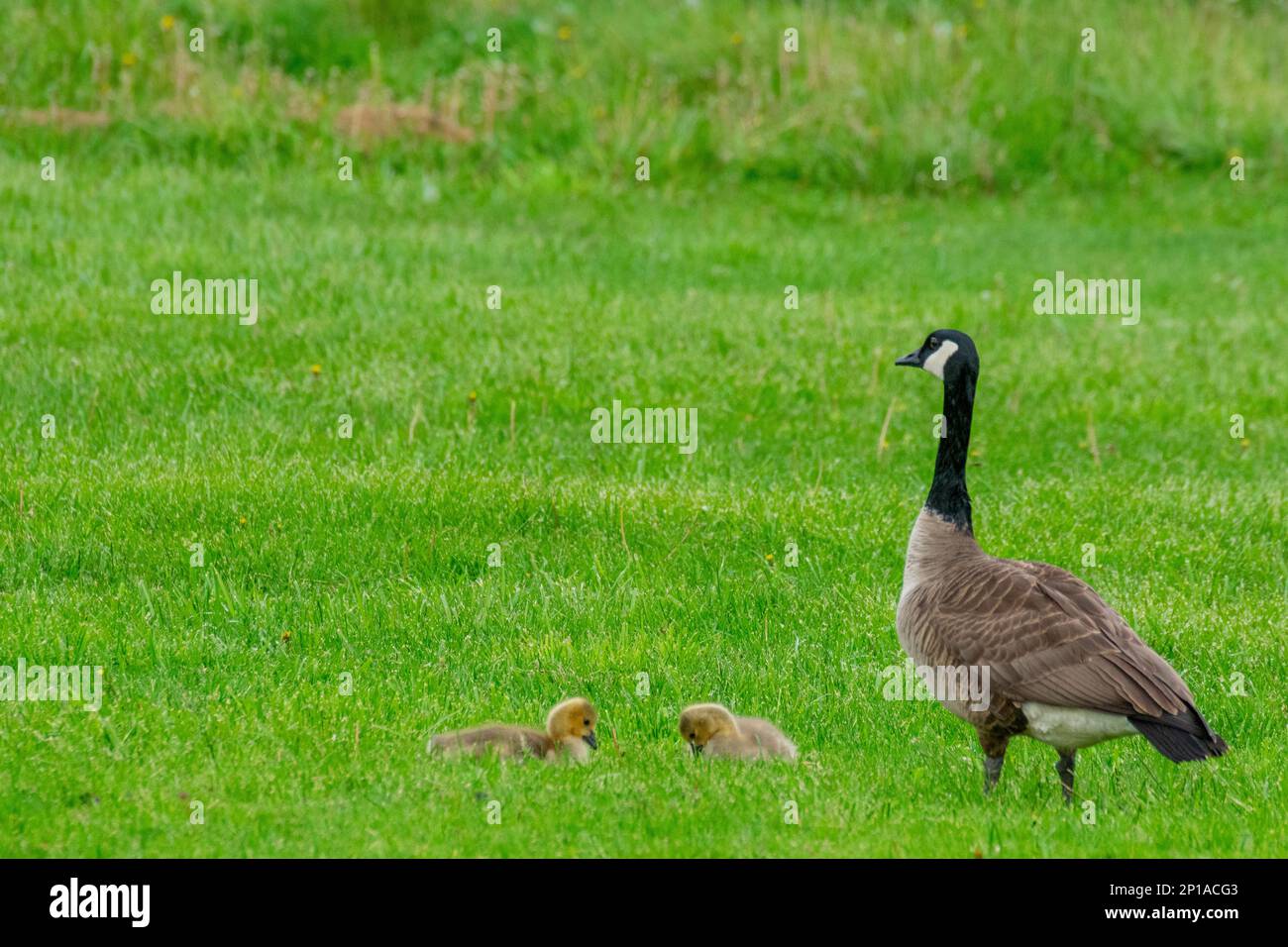 Baby Canadian Geese walking in grass Stock Photo - Alamy
