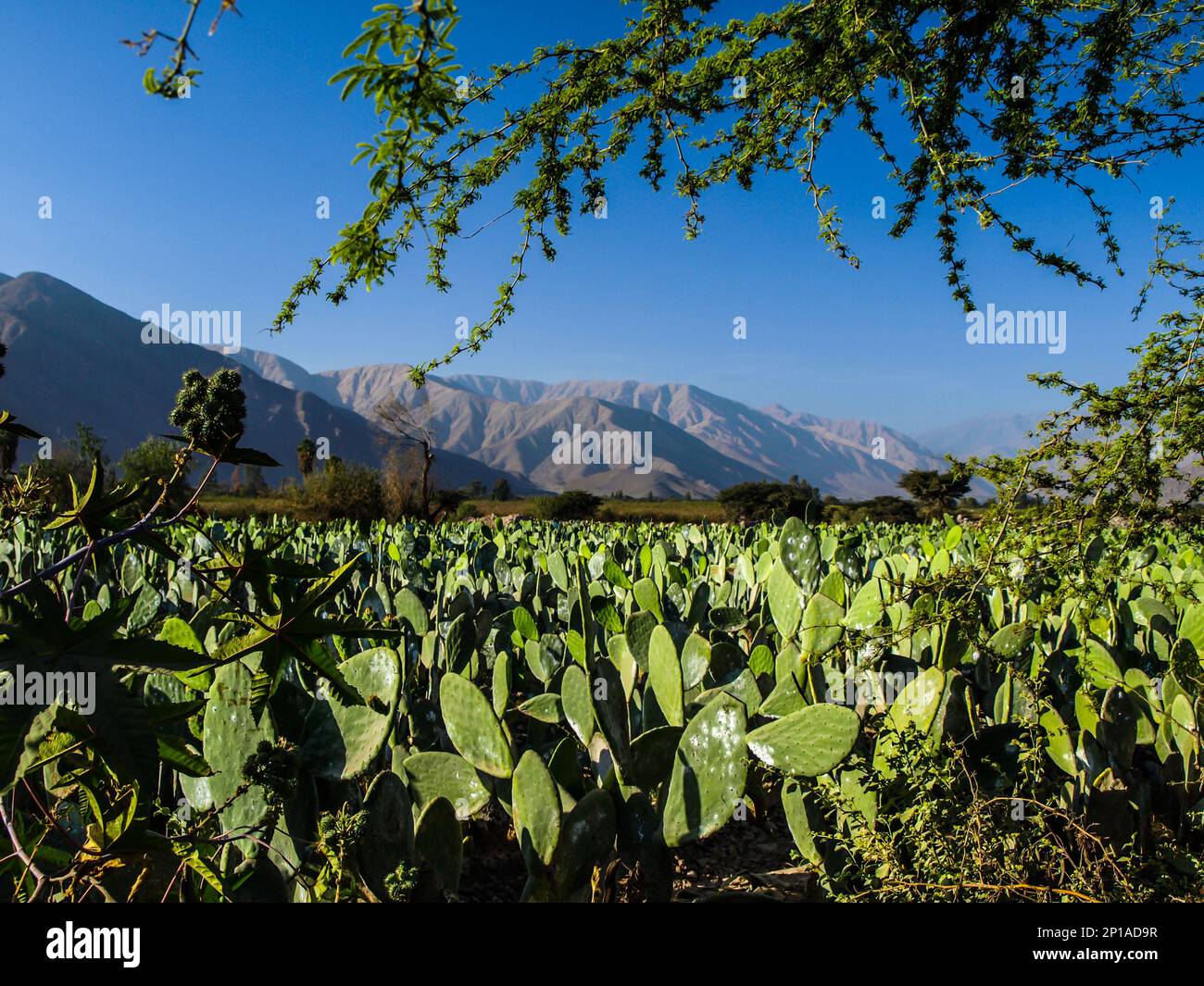 Prickly pear field near Nazca (Peru Stock Photo - Alamy