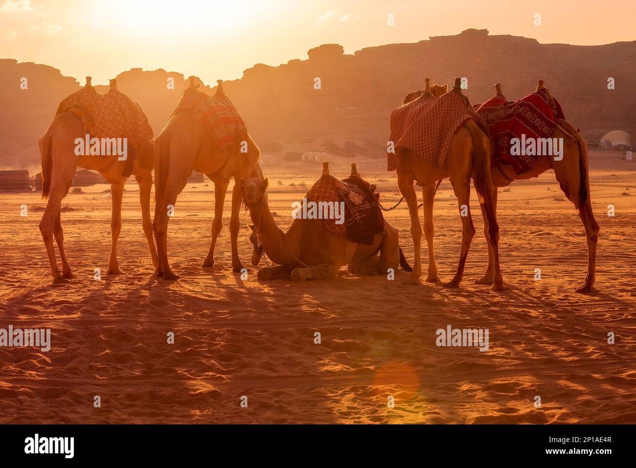 Jordan, camels caravan rests in majestic Wadi Rum desert, landscape ...