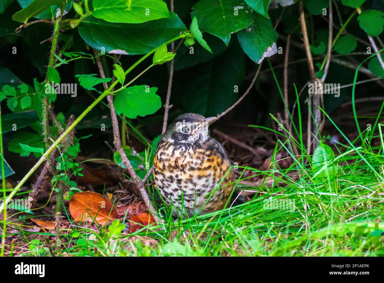 Baby robin bird sitting under shrub in grass Stock Photo - Alamy