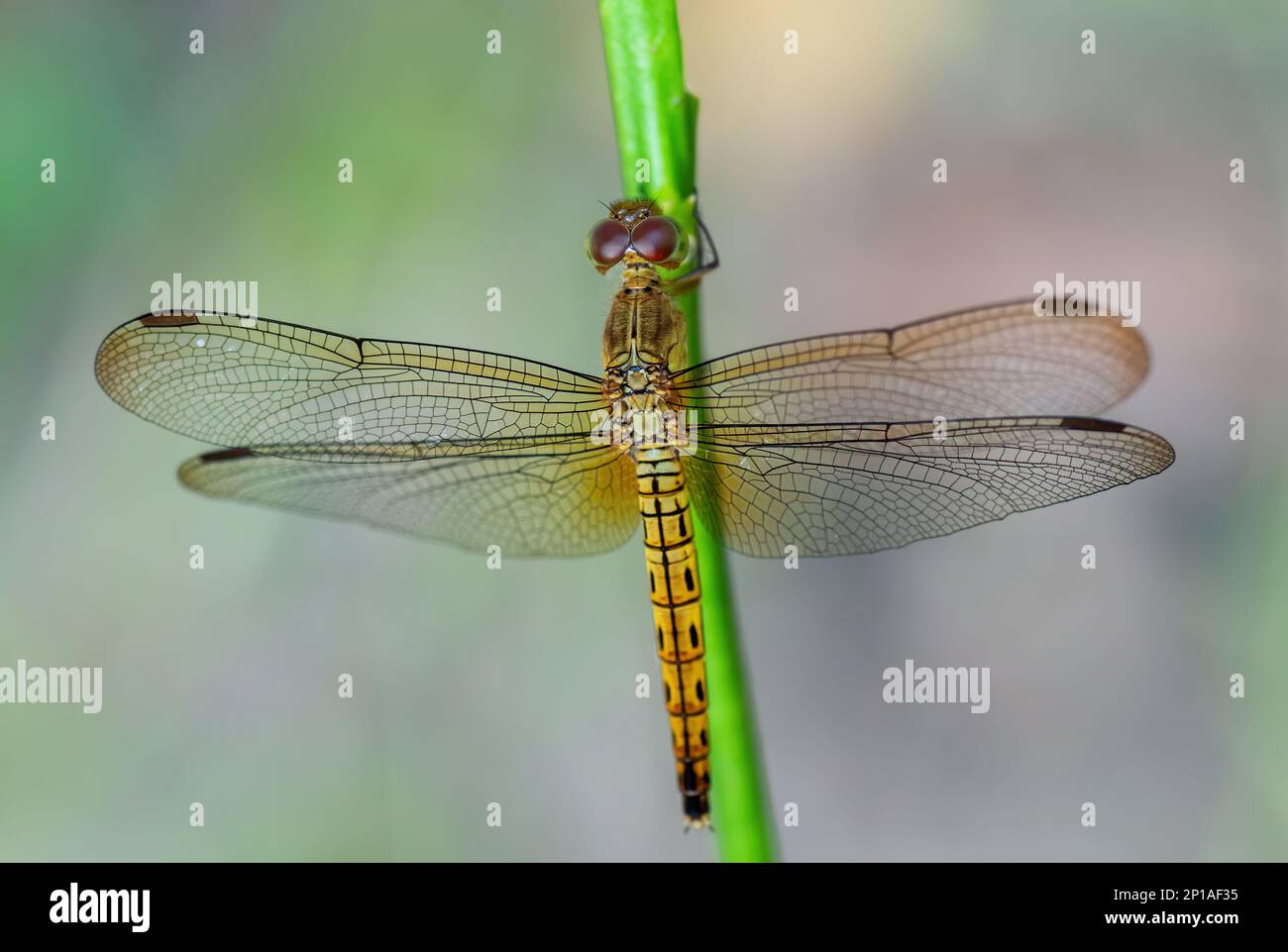 Red Grasshawk - Neurothemis fluctuans, beautiful red dragonfly from ...