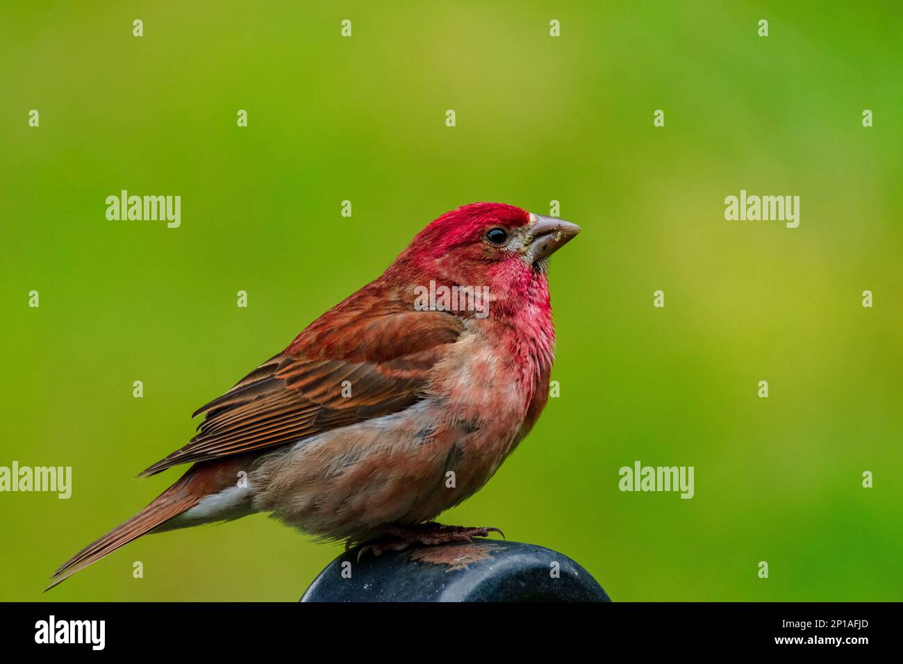 Curious red finch sits on feeder with bokeh Stock Photo - Alamy
