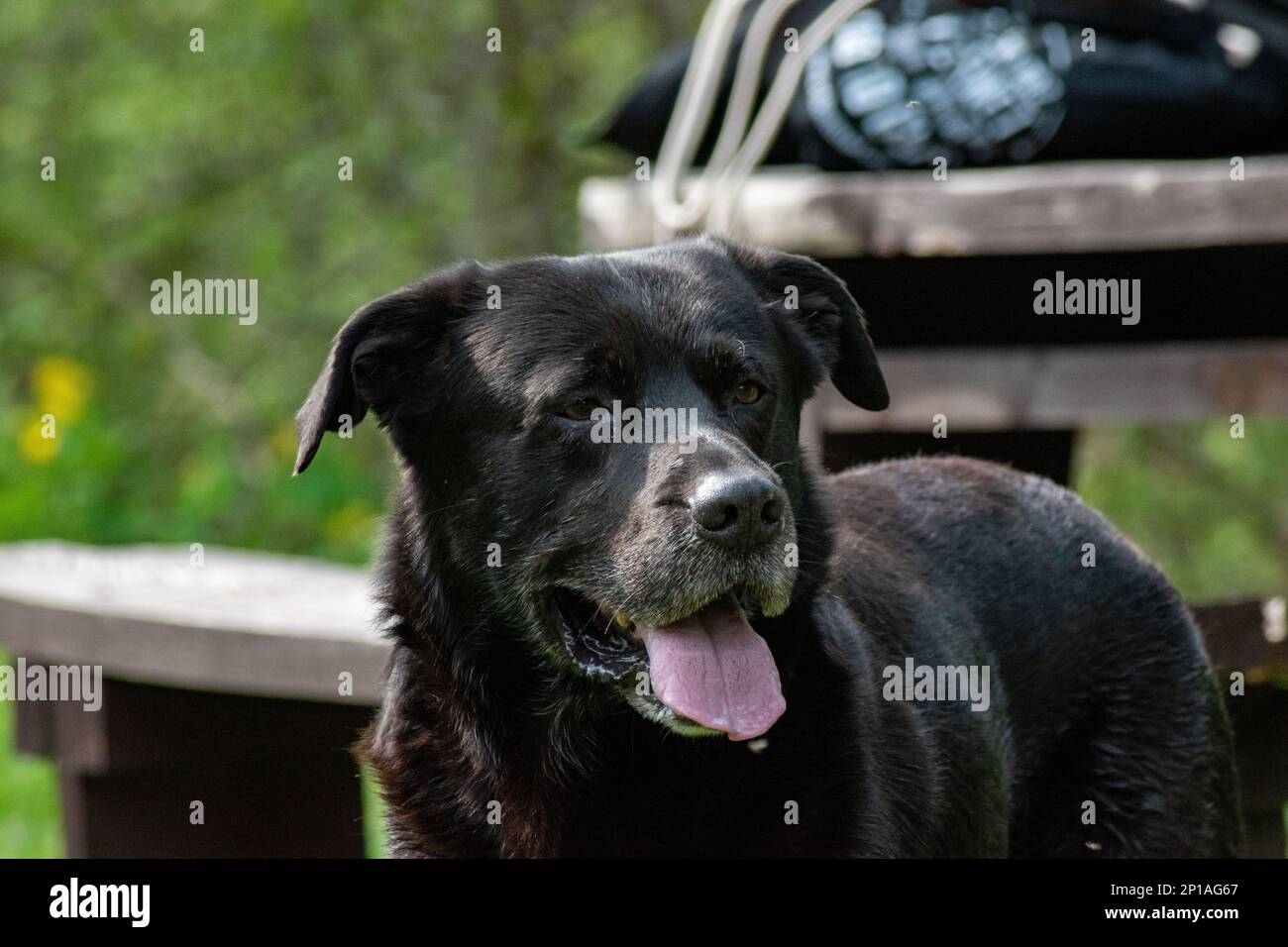 Old stray dog waiting with hope to be finally adopted by someone Stock ...