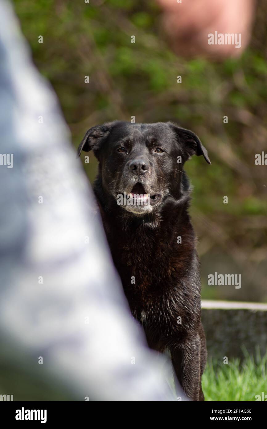 Black dog is waiting for a command from his trainer Stock Photo - Alamy