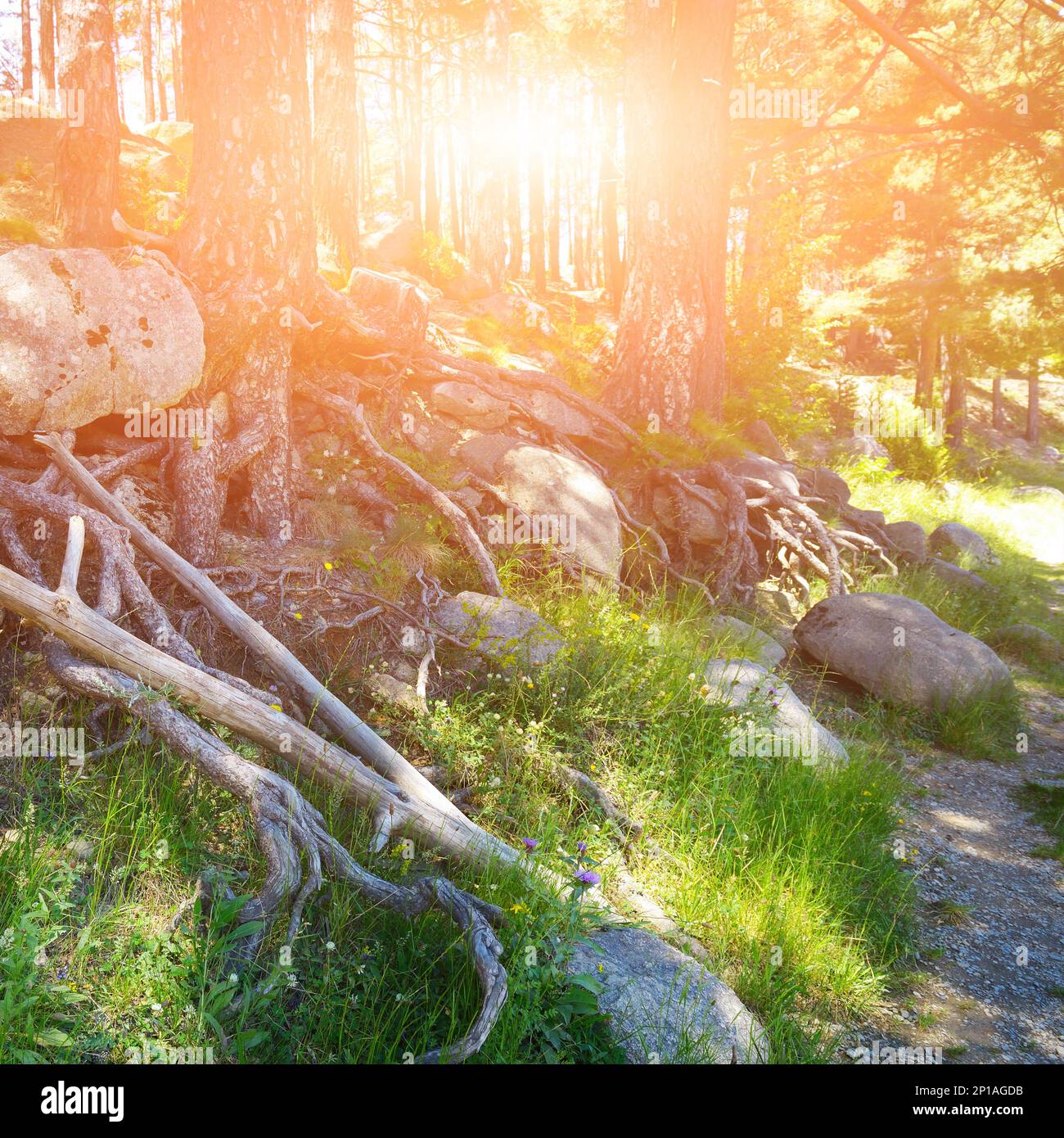 Tree grass slope hi-res stock photography and images - Alamy