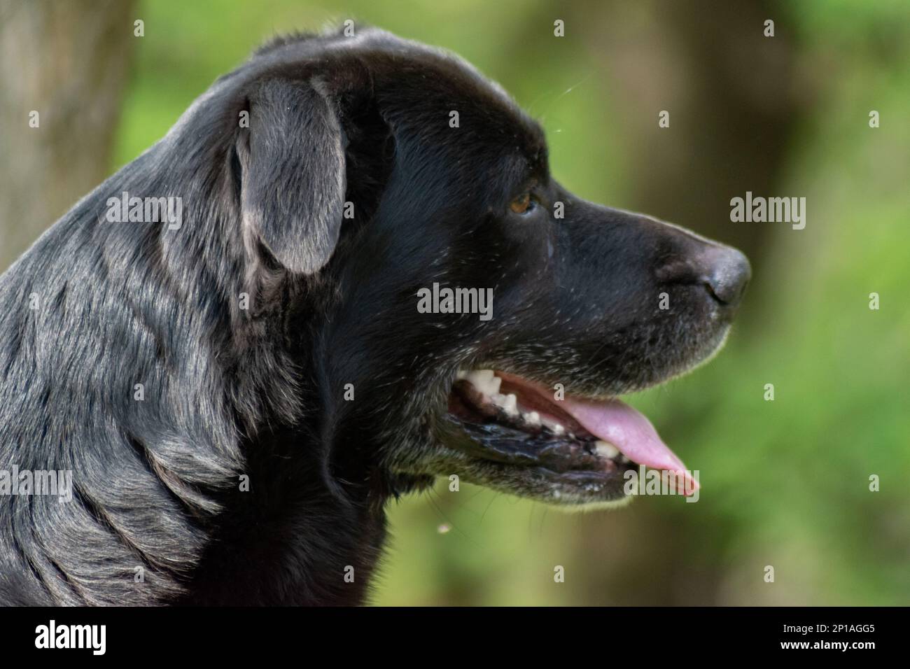 Black labrador retriever with brown eyes hi-res stock photography and ...
