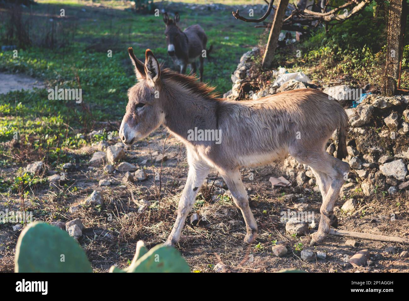 Portrait of a Donkey on a farm, a herd drove group of beautiful adult ...