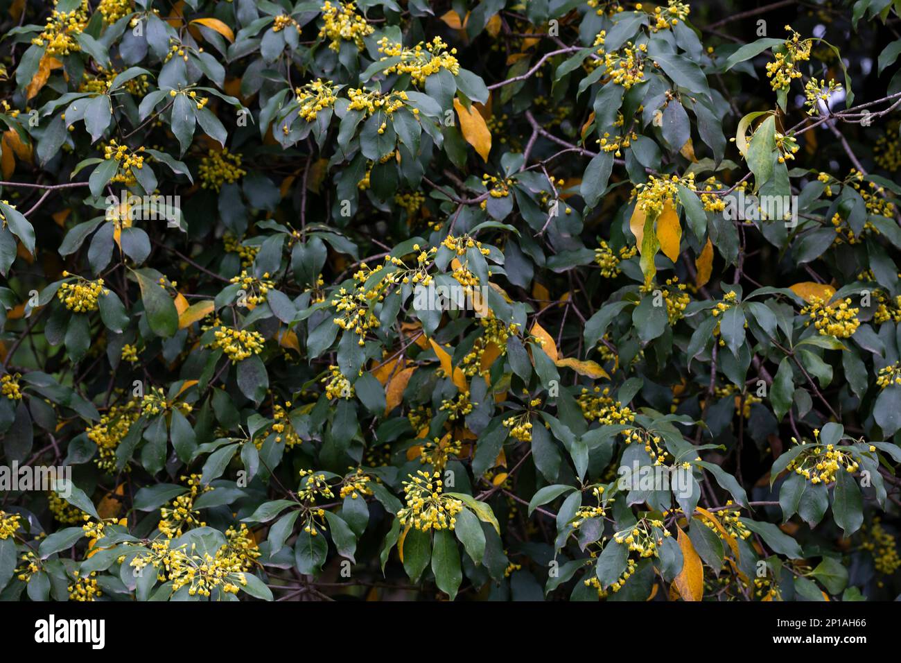 Flowering Pittosporum tobira, family Pittosporaceae, occurs under ...