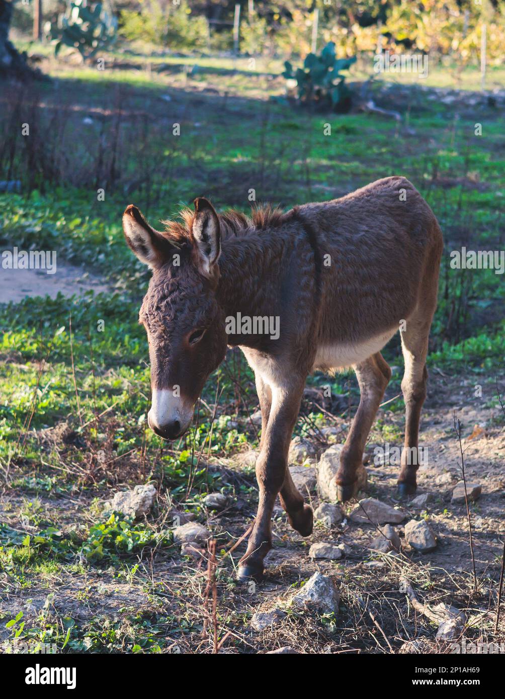 Portrait of a Donkey on a farm, a herd drove group of beautiful adult ...