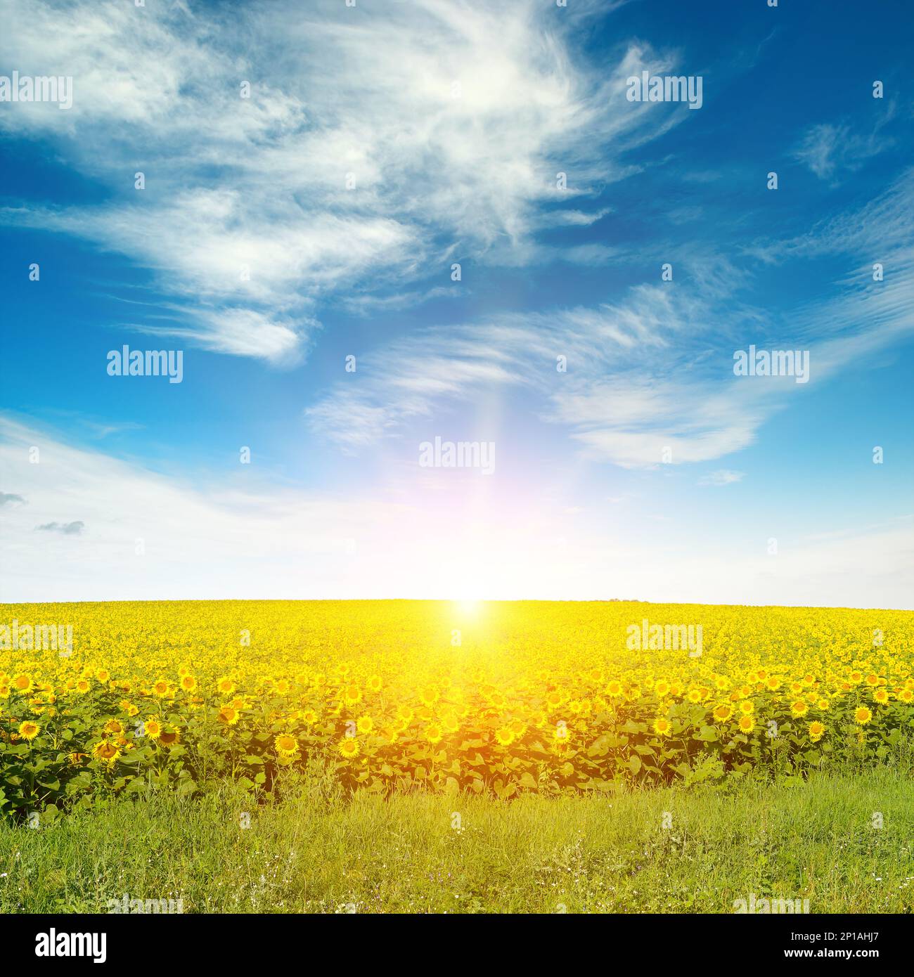 Beautiful sunrise over sunflower field Stock Photo - Alamy