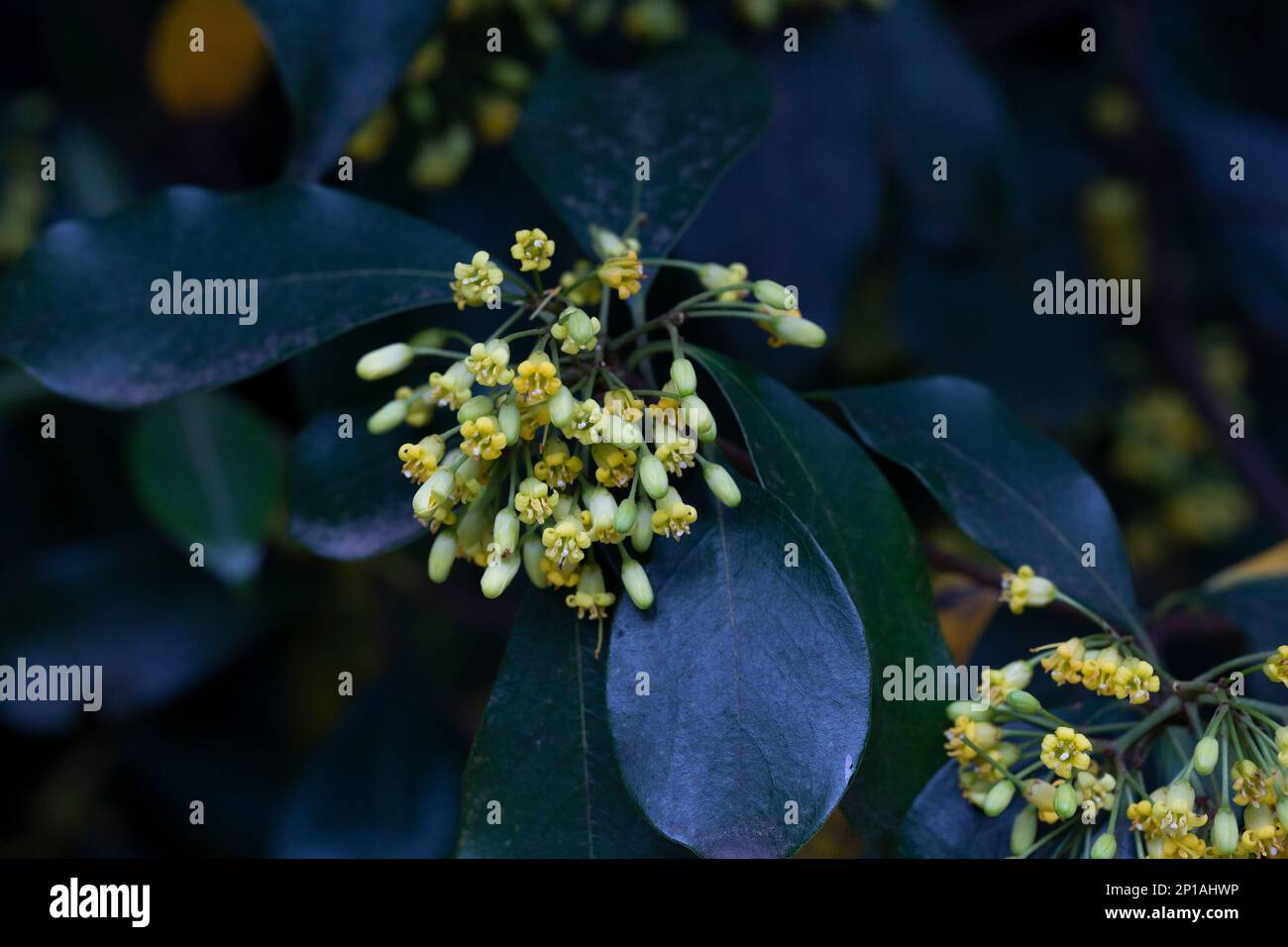 Flowering Pittosporum tobira, family Pittosporaceae, occurs under ...