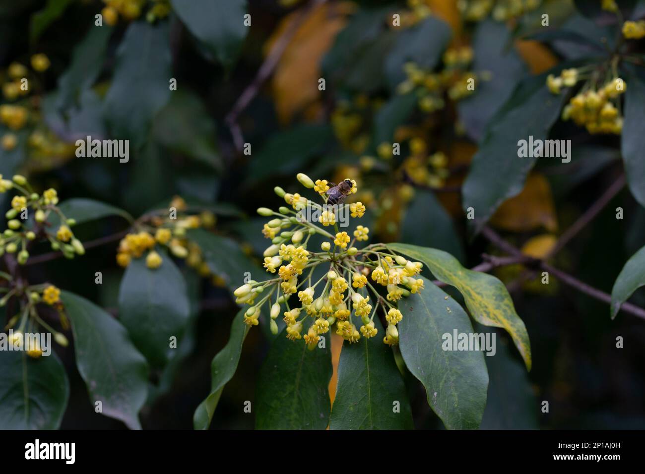 Flowering Pittosporum tobira, family Pittosporaceae, occurs under ...
