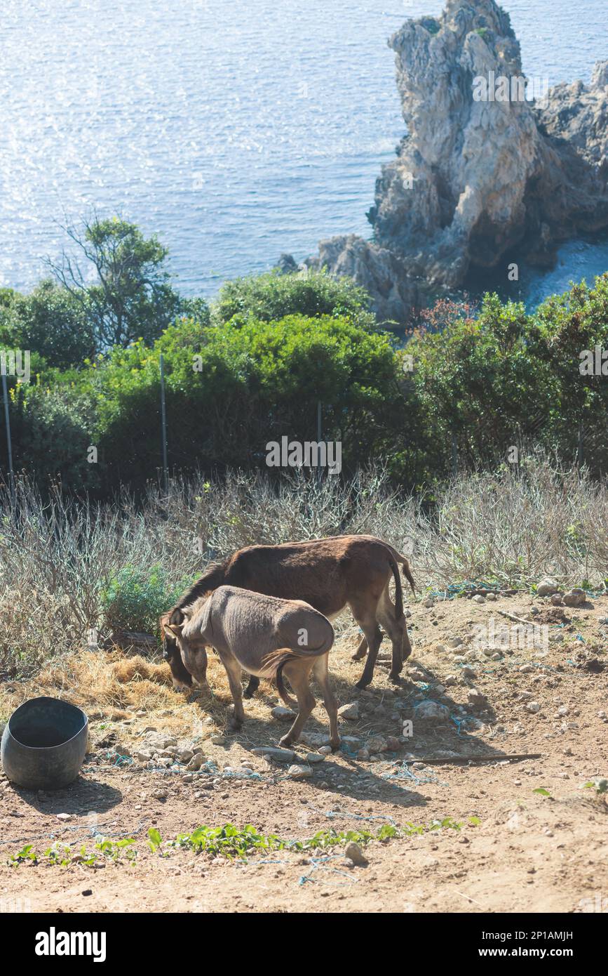 Portrait of a Donkey on a farm, a herd drove group of beautiful adult ...