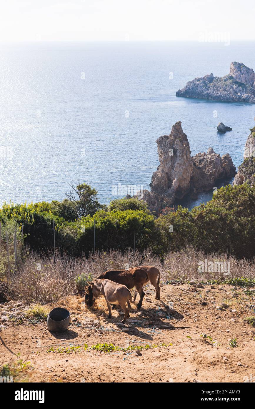 Irish mule hi-res stock photography and images - Alamy