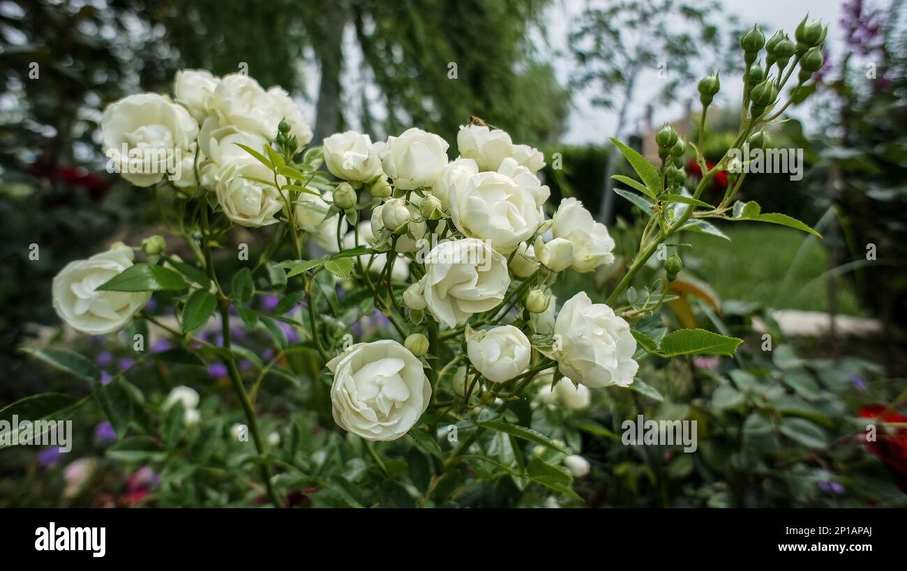 Rosa banksiae or Lady Banks rose white rose in the garden design Stock ...