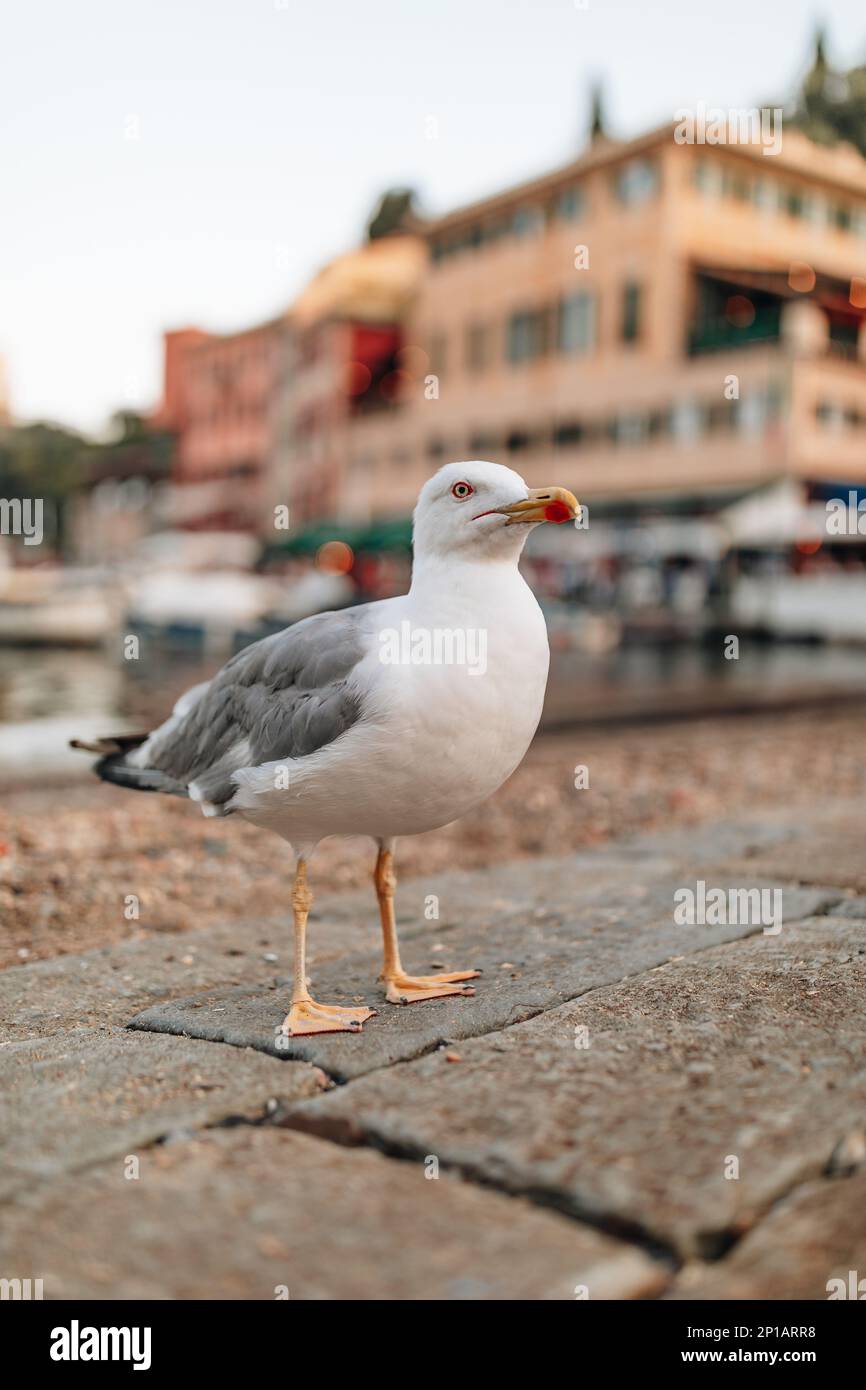 Wild seagull portrait on Portofino main square background.Close up view ...