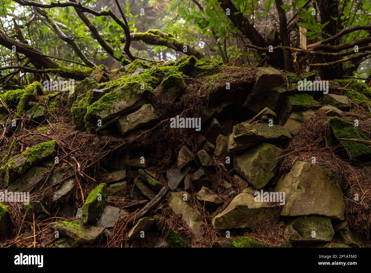 Stones, moss and roots in the forest. Forest background of stones and ...