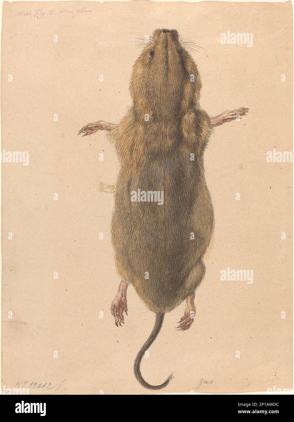 Mouse from above drawing hi-res stock photography and images - Alamy