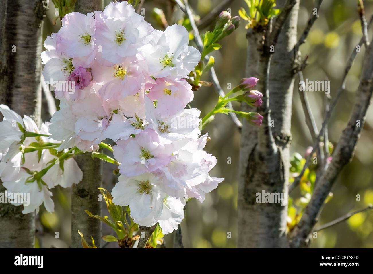 Cherry blossom tree white flowers springtime season Stock Photo - Alamy