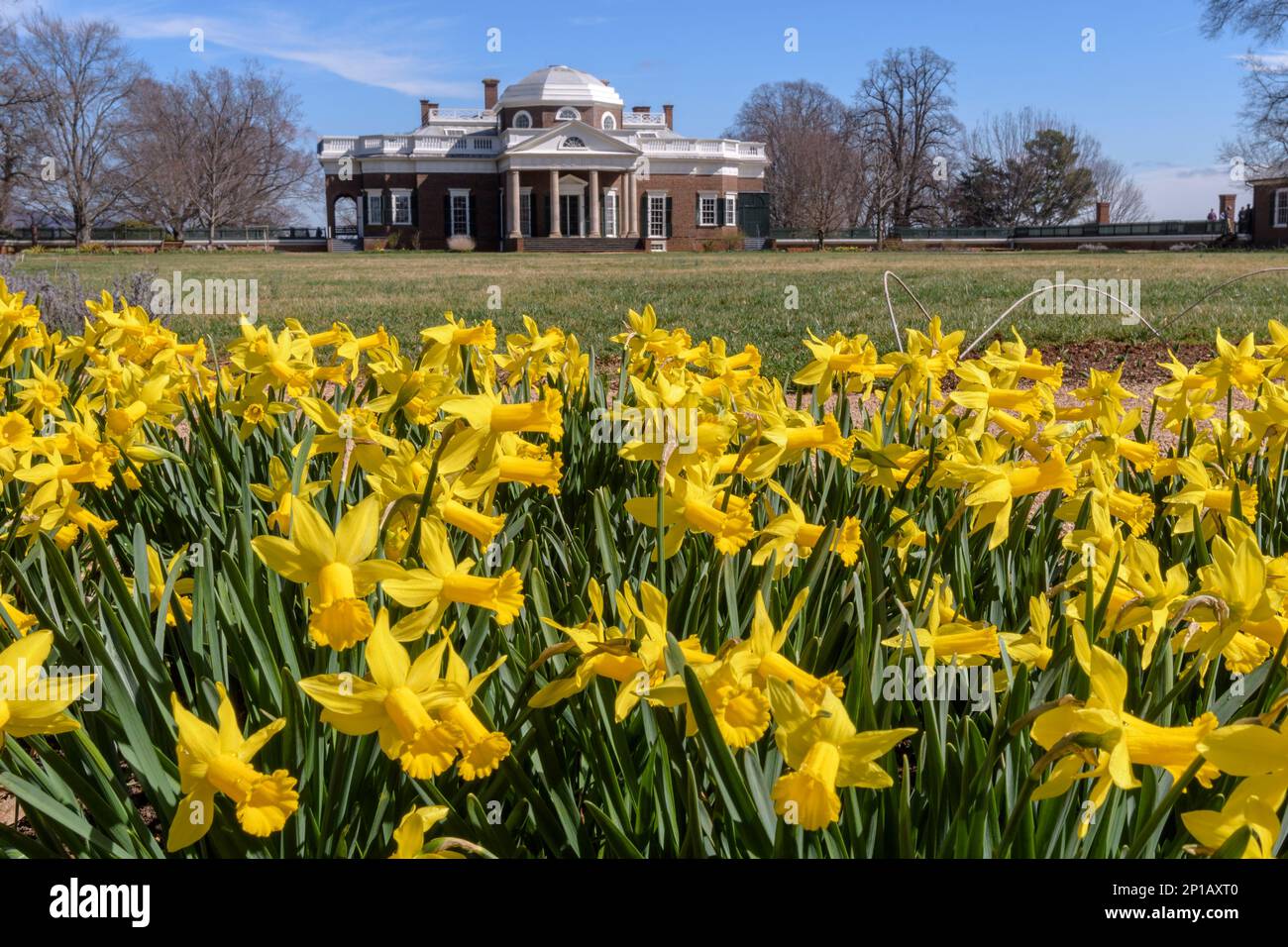 Early springtime flowers, Monticello, the historic home of Thomas ...