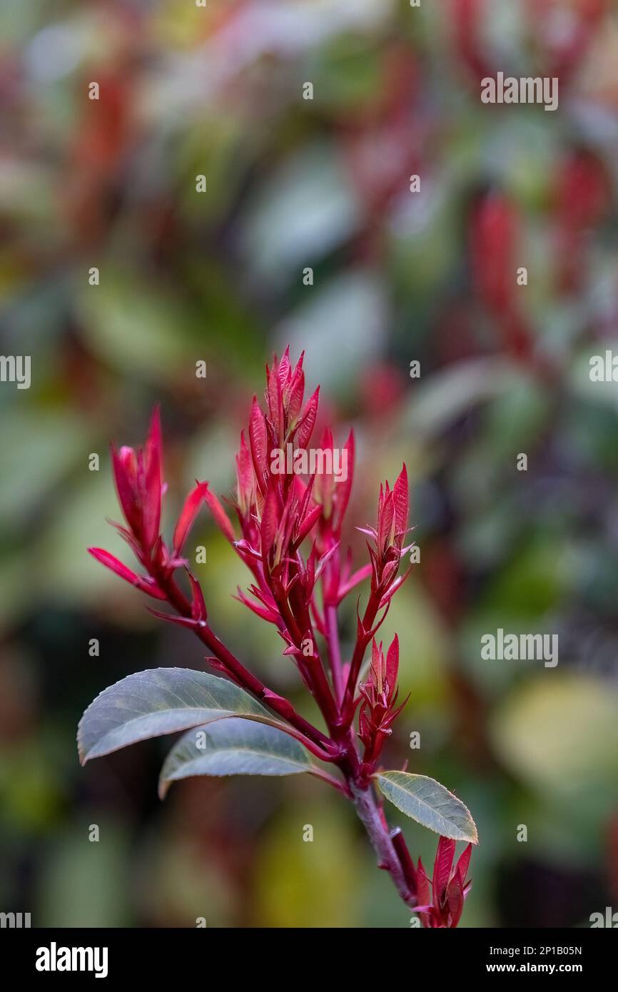Photinia serrulate red bush in the garden design Stock Photo - Alamy