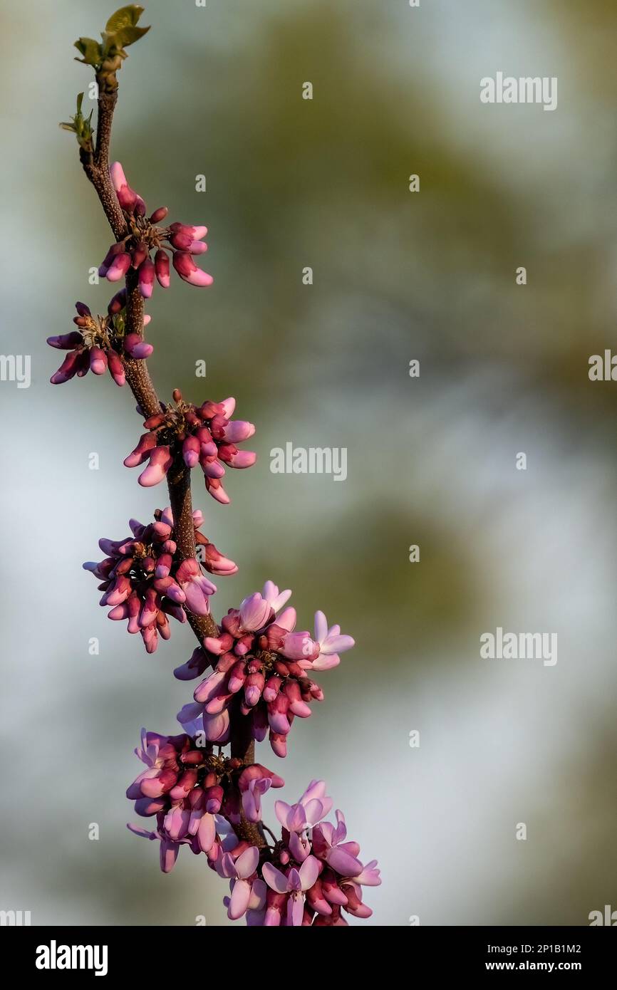 Cercis siliquastrum or Judas tree pink flowers Stock Photo - Alamy