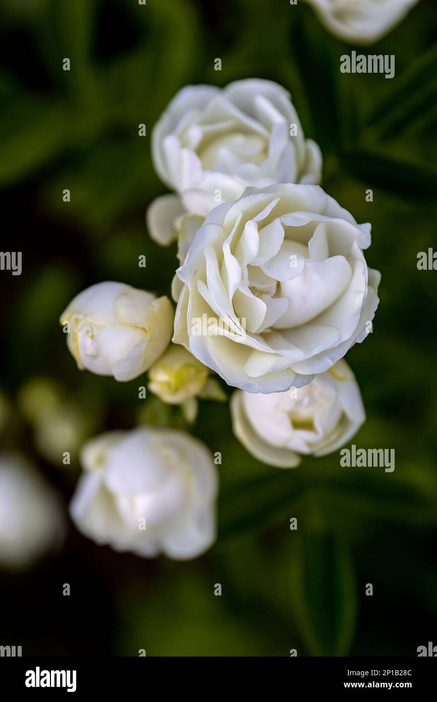 Rosa banksiae or Lady Banks rose white rose in the garden design Stock ...