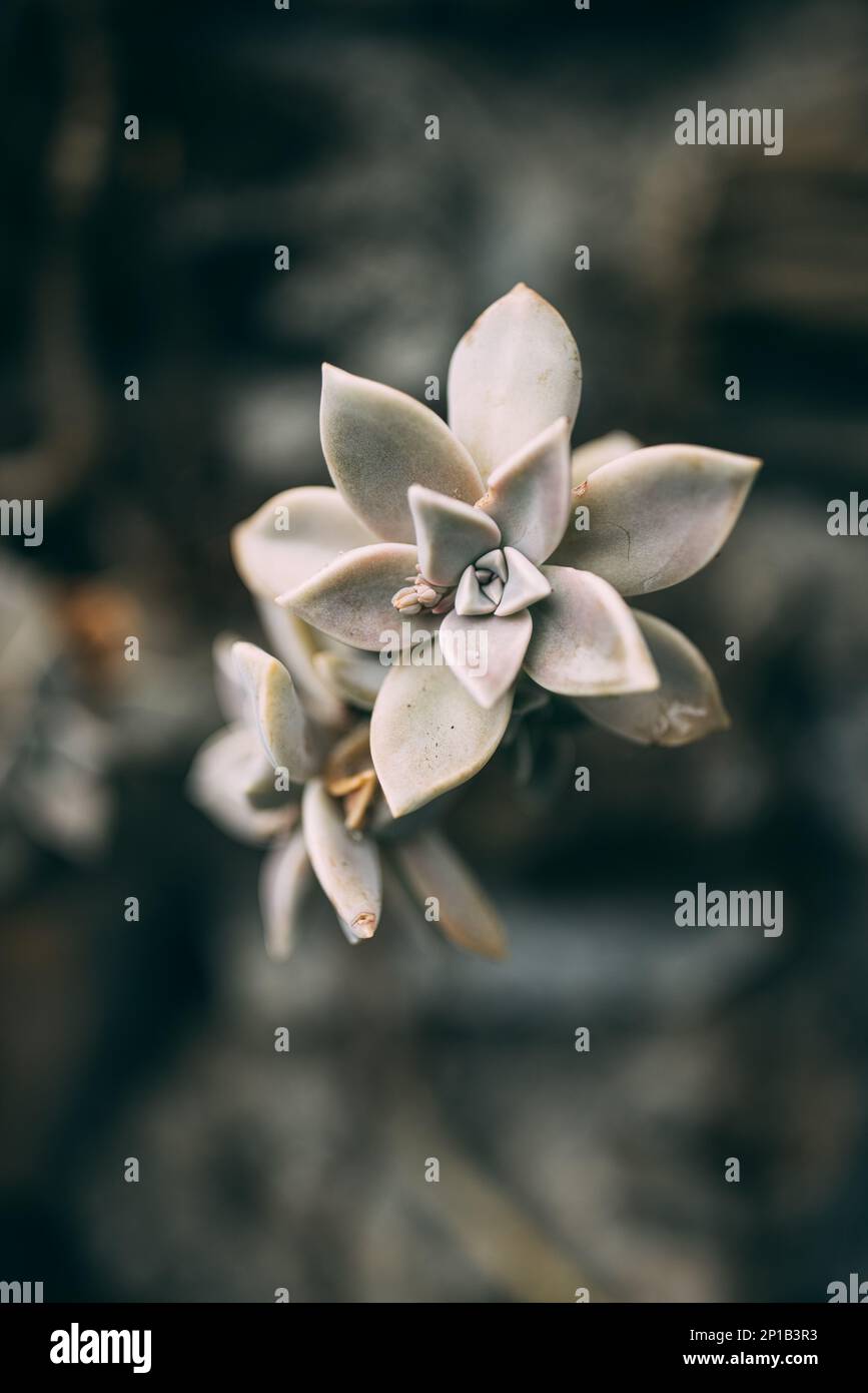 Beautiful view of ghost plants growing in the garden Stock Photo - Alamy