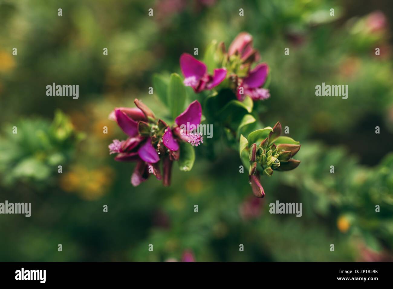 Beautiful view green plants grown hi-res stock photography and images ...