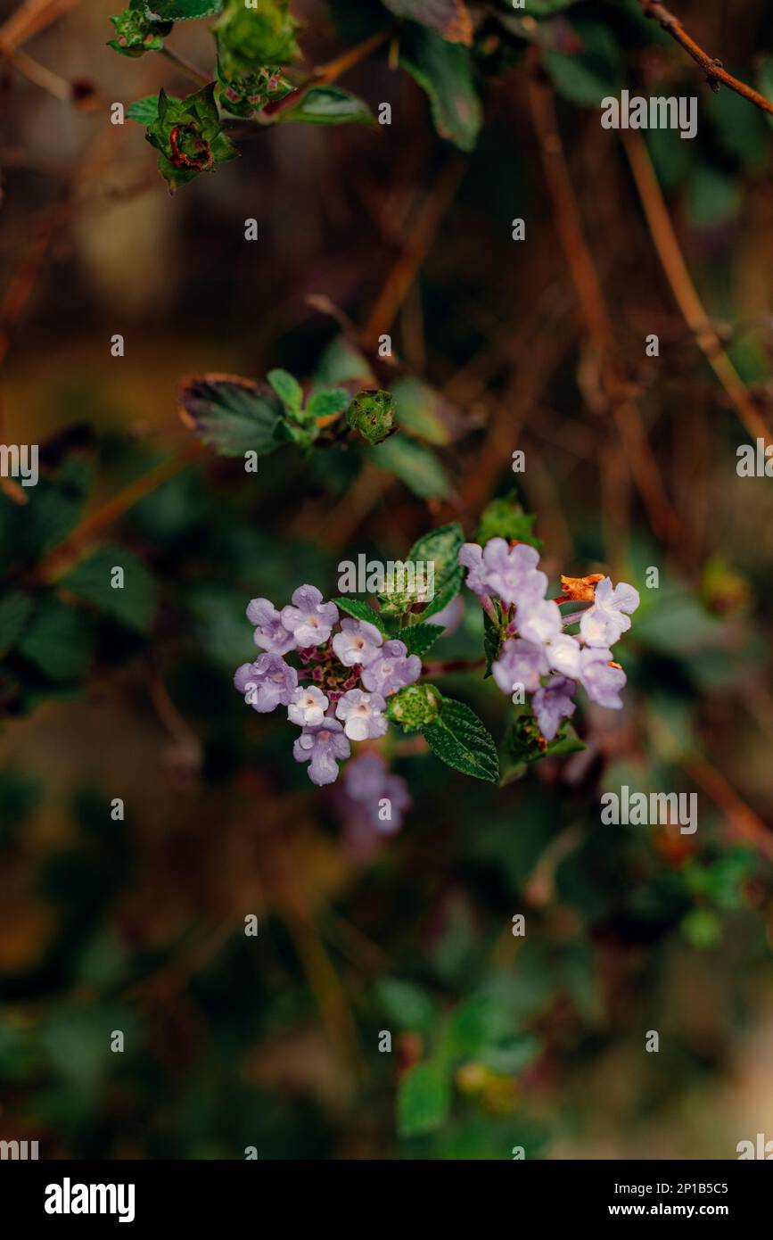 Beautiful view green plants grown hi-res stock photography and images ...