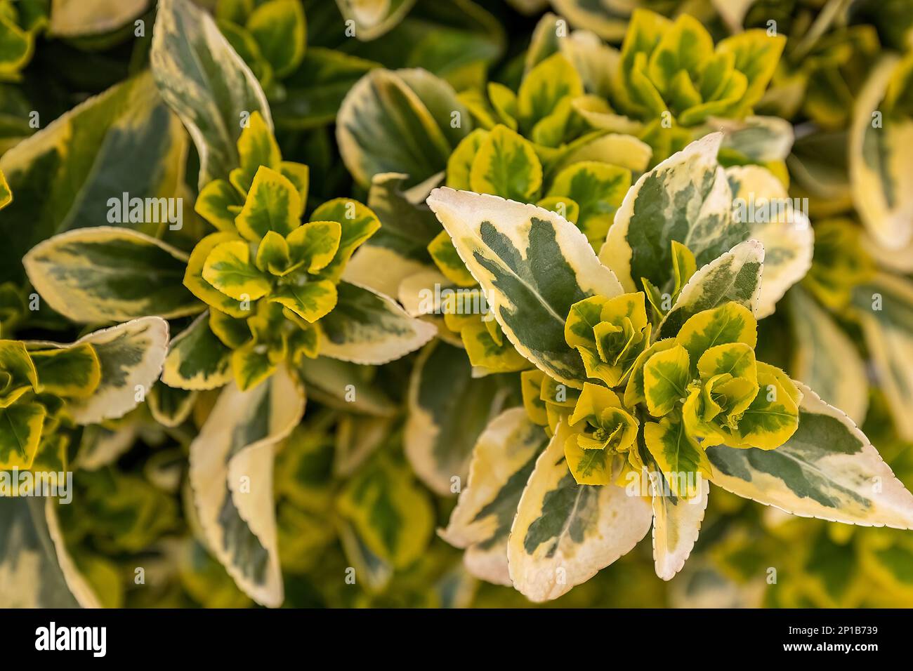 Euonymus fortune or Fortune's spindle green yellow bush in the garden ...